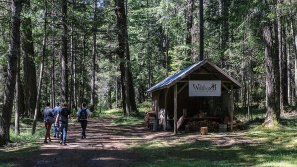 Wildwood - a thriving example of sustainable forestry | Watershed Sentinel