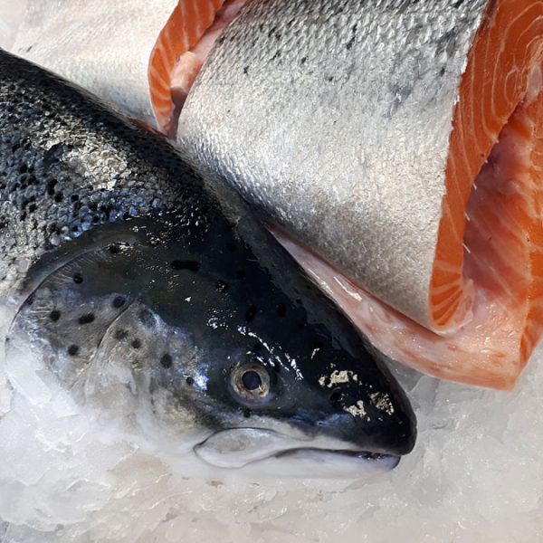 The End of GM Salmon | Watershed Sentinel