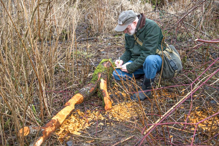 Beavers Restoring Wetlands | Watershed Sentinel