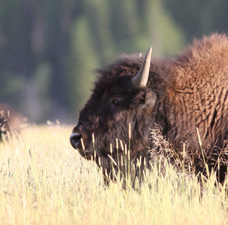 Bringing Bison Back | Watershed Sentinel