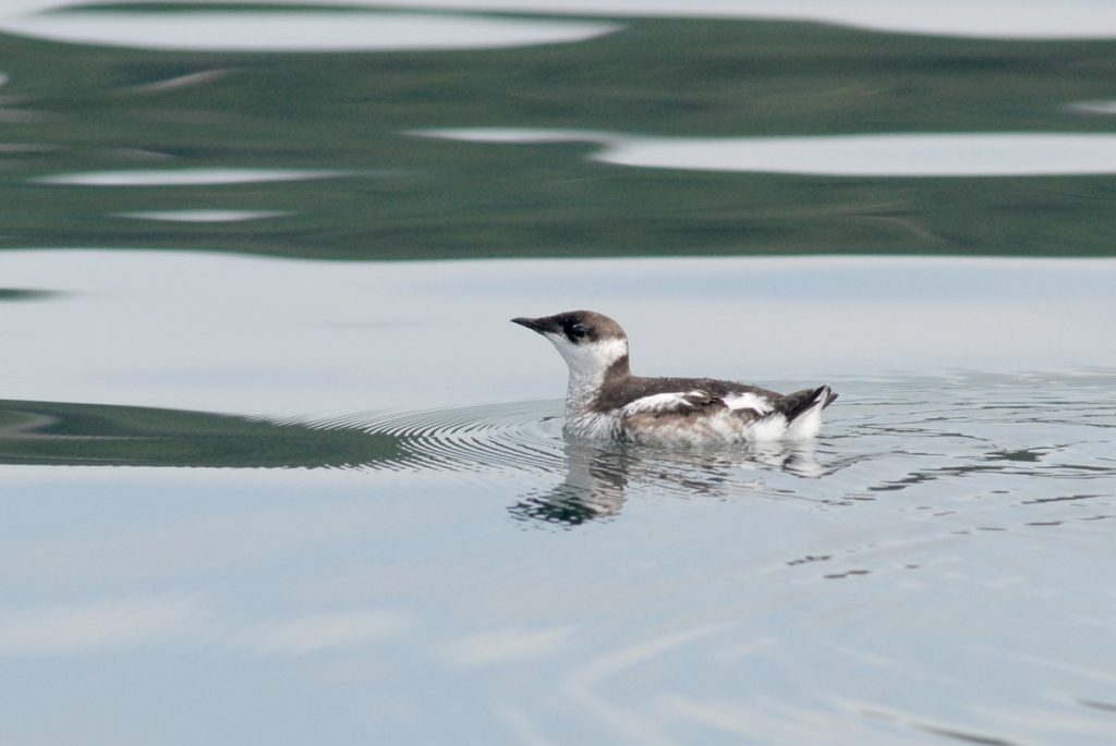 Murrelet Mountain | Watershed Sentinel