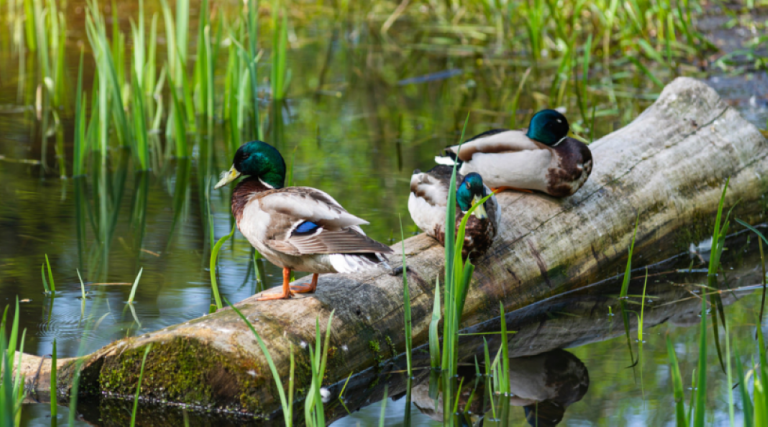 A Labour of Love for Armstrong's Wetlands | Watershed Sentinel